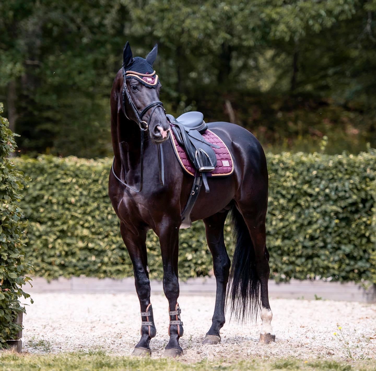 Musthaves voor jouw paard! - Gratis verzonden vanaf €59 – Horse Musthaves